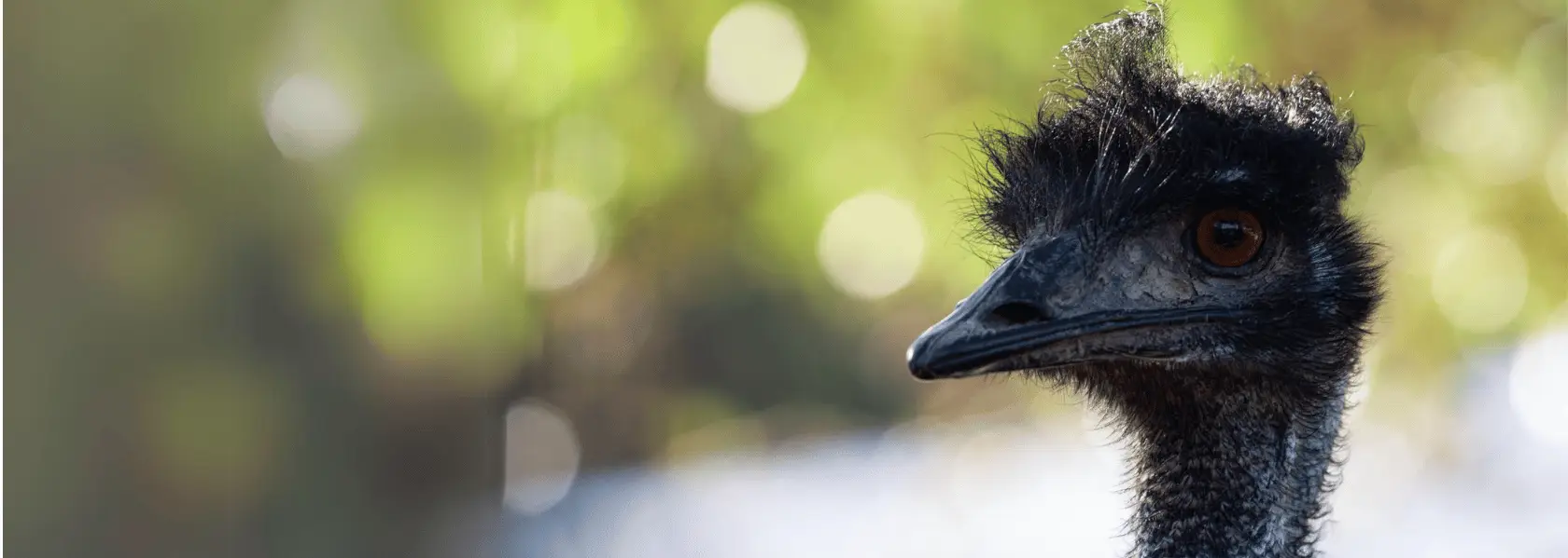 Ways To Support – Austin Zoo